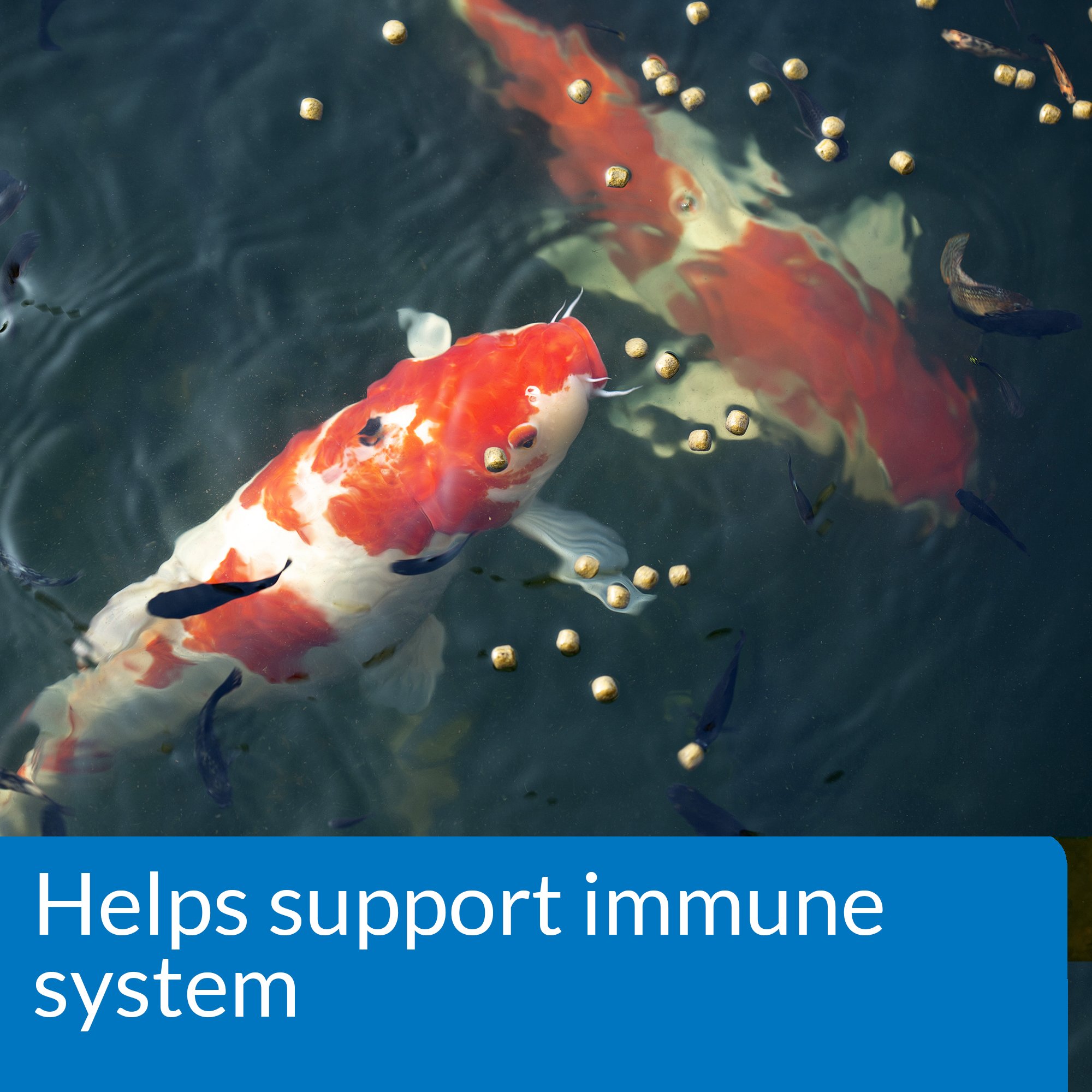 API POND FISH FOOD Pond Fish Food 2.68-Pound Bag - Pond and Pet Direct