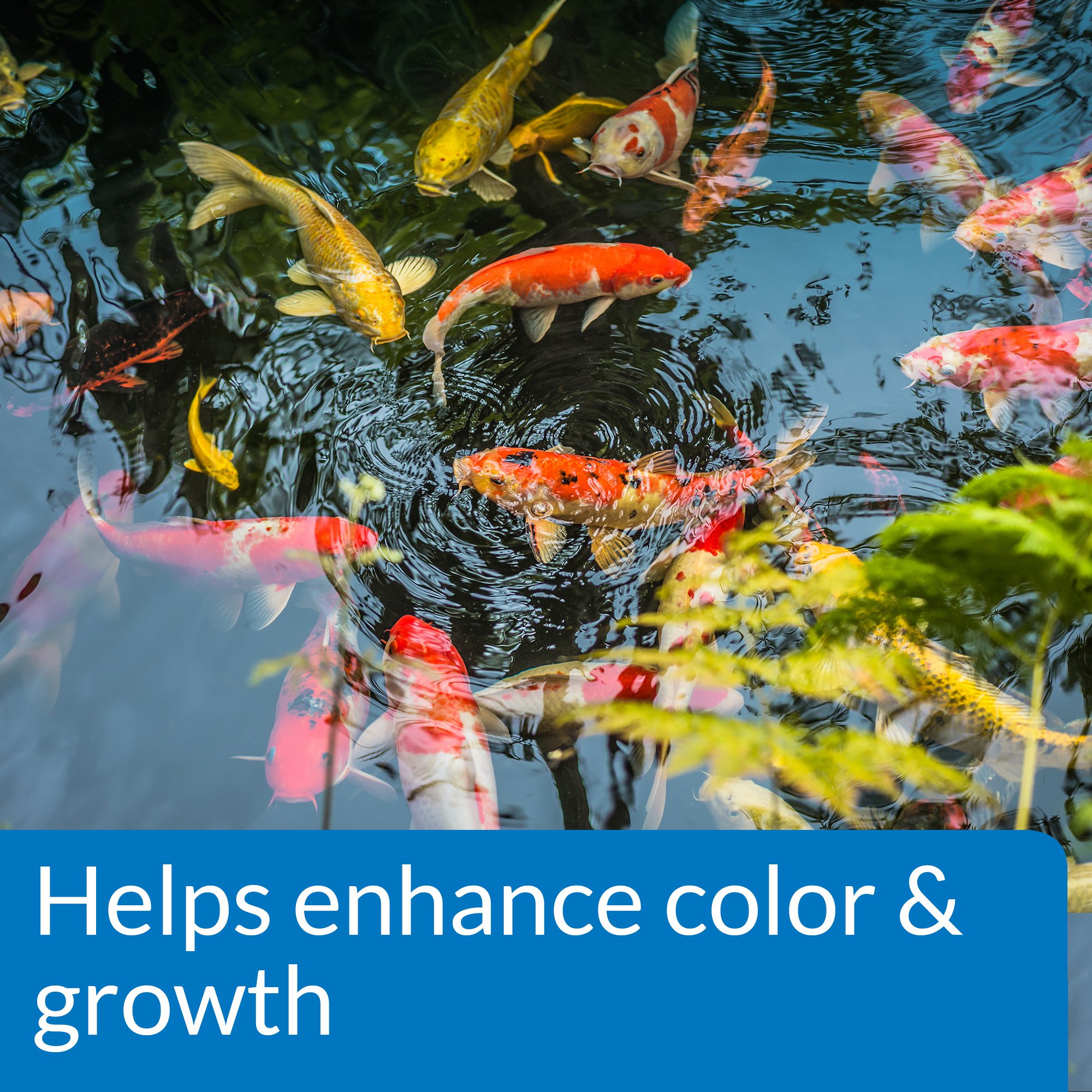 API POND FISH FOOD Pond Fish Food 2.68-Pound Bag - Pond and Pet Direct